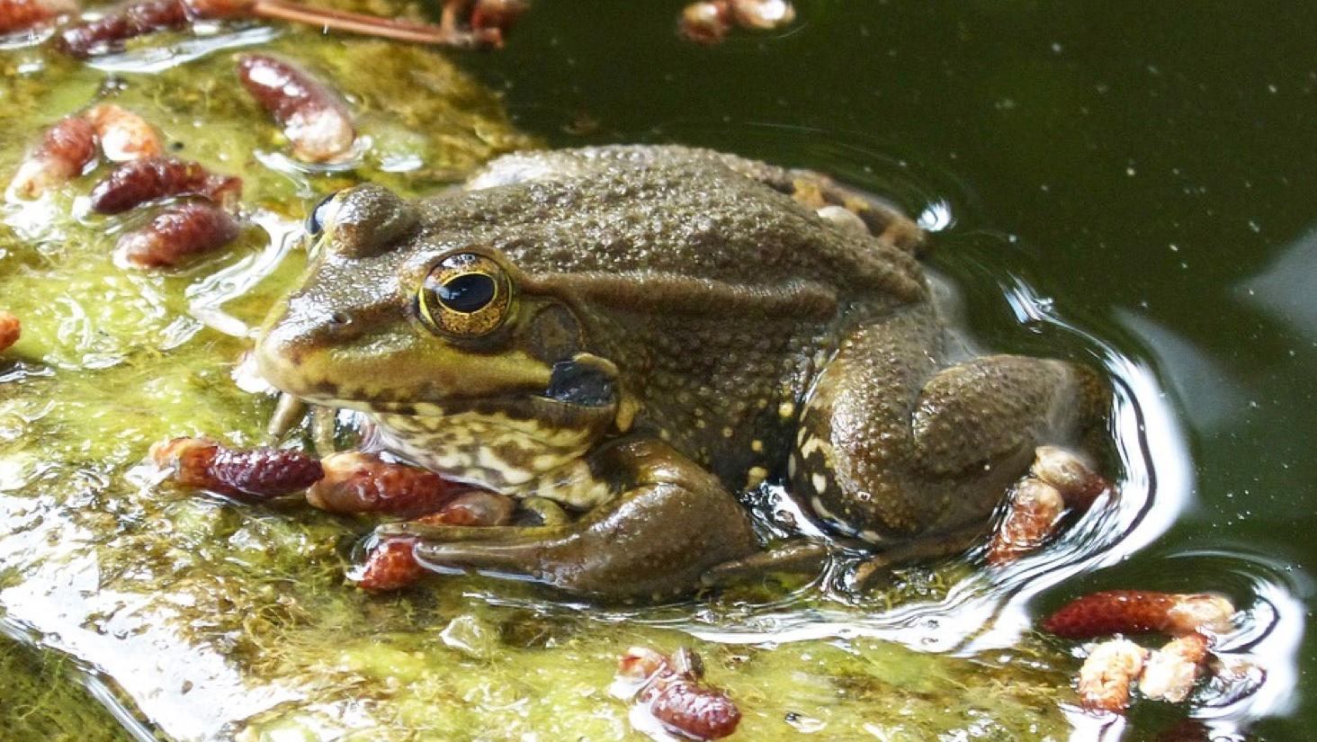 Sauver les batraciens? Les Plaines de l'Escaut recherchent des bénévoles