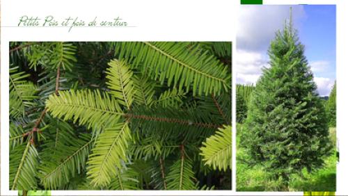 Les différentes espèces de sapins