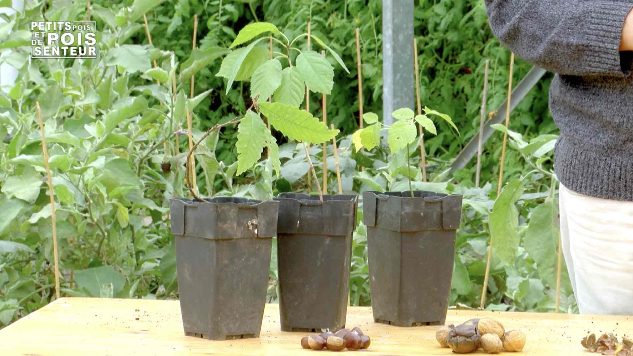 Le semis d'arbre à grosses graines : comment faire pour avoir une ...