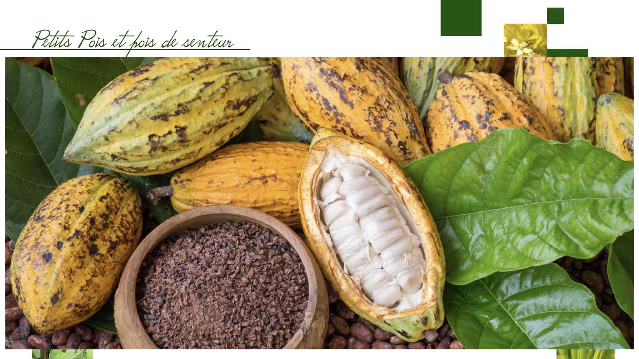 Le cacao : de l'écabossage au blutage, quel est son parcours?