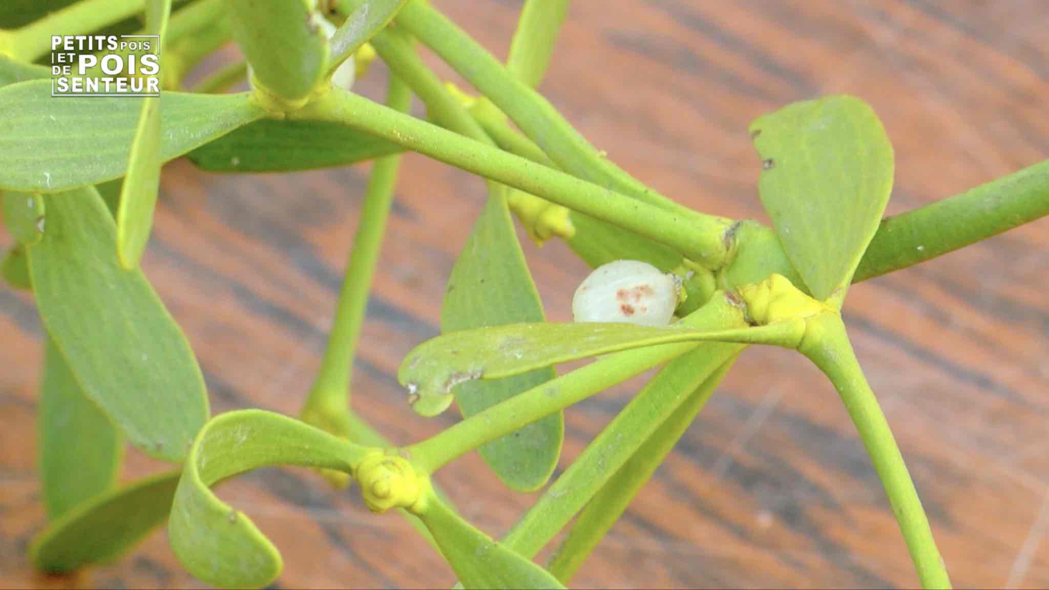 Tout savoir sur le gui, la plante du Nouvel An