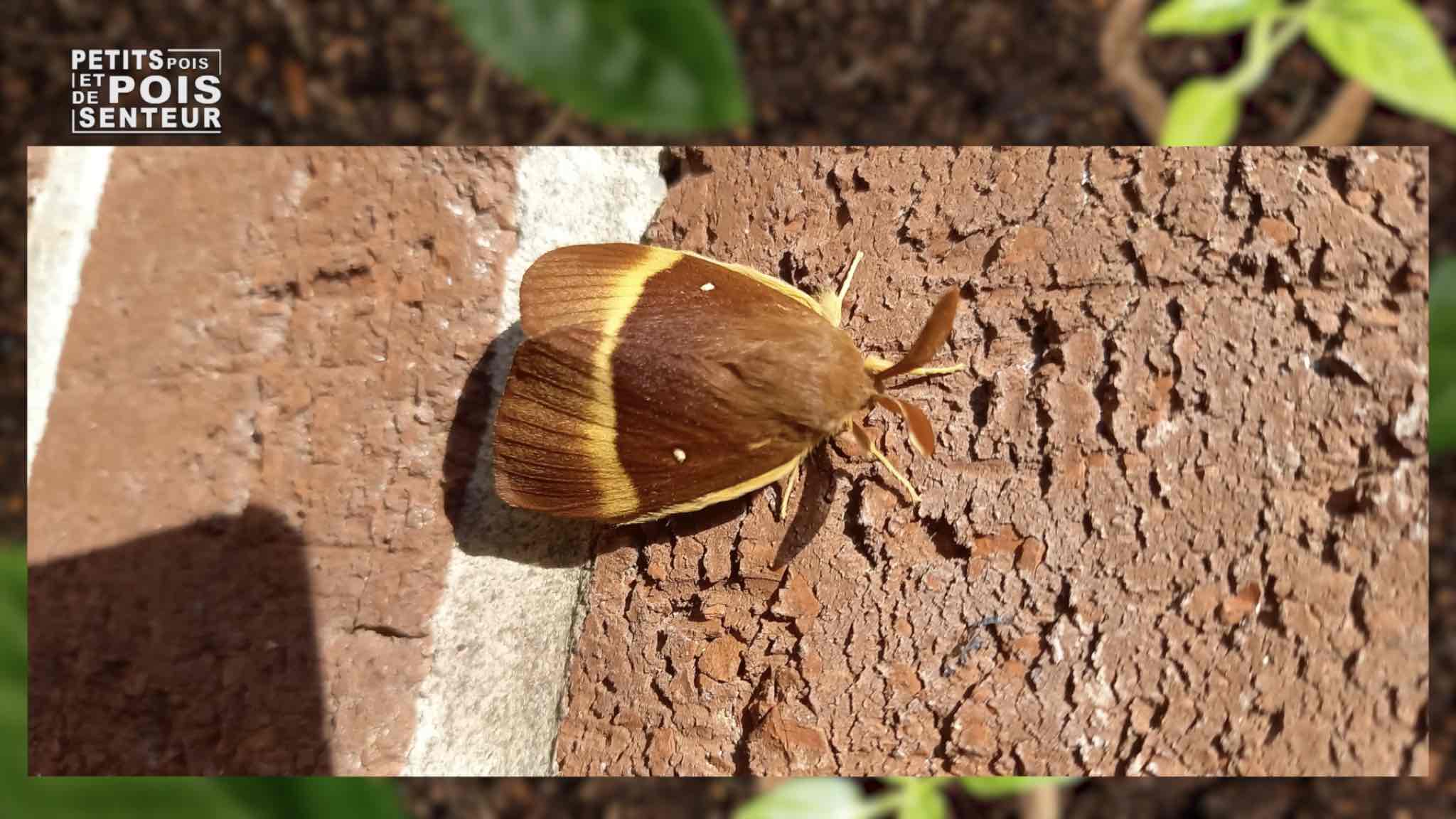 Quel est cet insecte