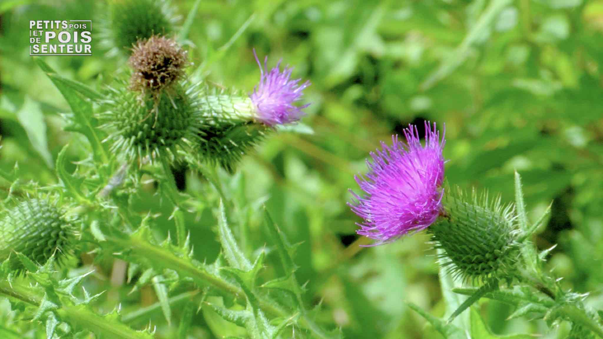 Cirse ou chardon, une plante qui fleuri abondamment en cette saison