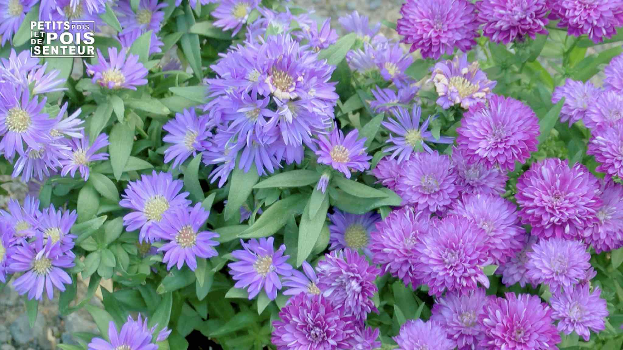 Les asters, une superbe floraison automnale au jardin