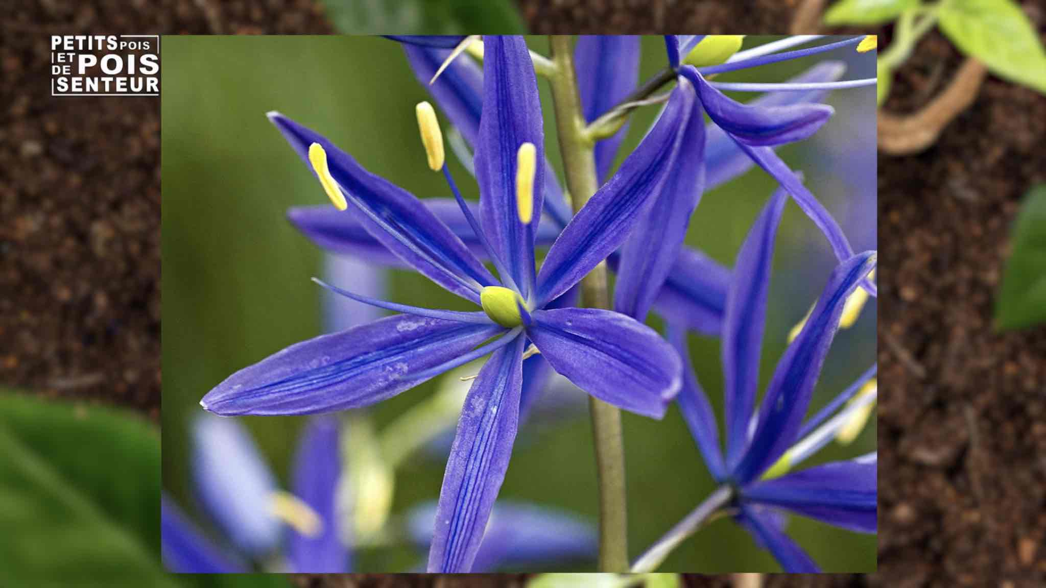Le camassia, une belle bulbeuse méconnue, trouvant aisément sa place au ...
