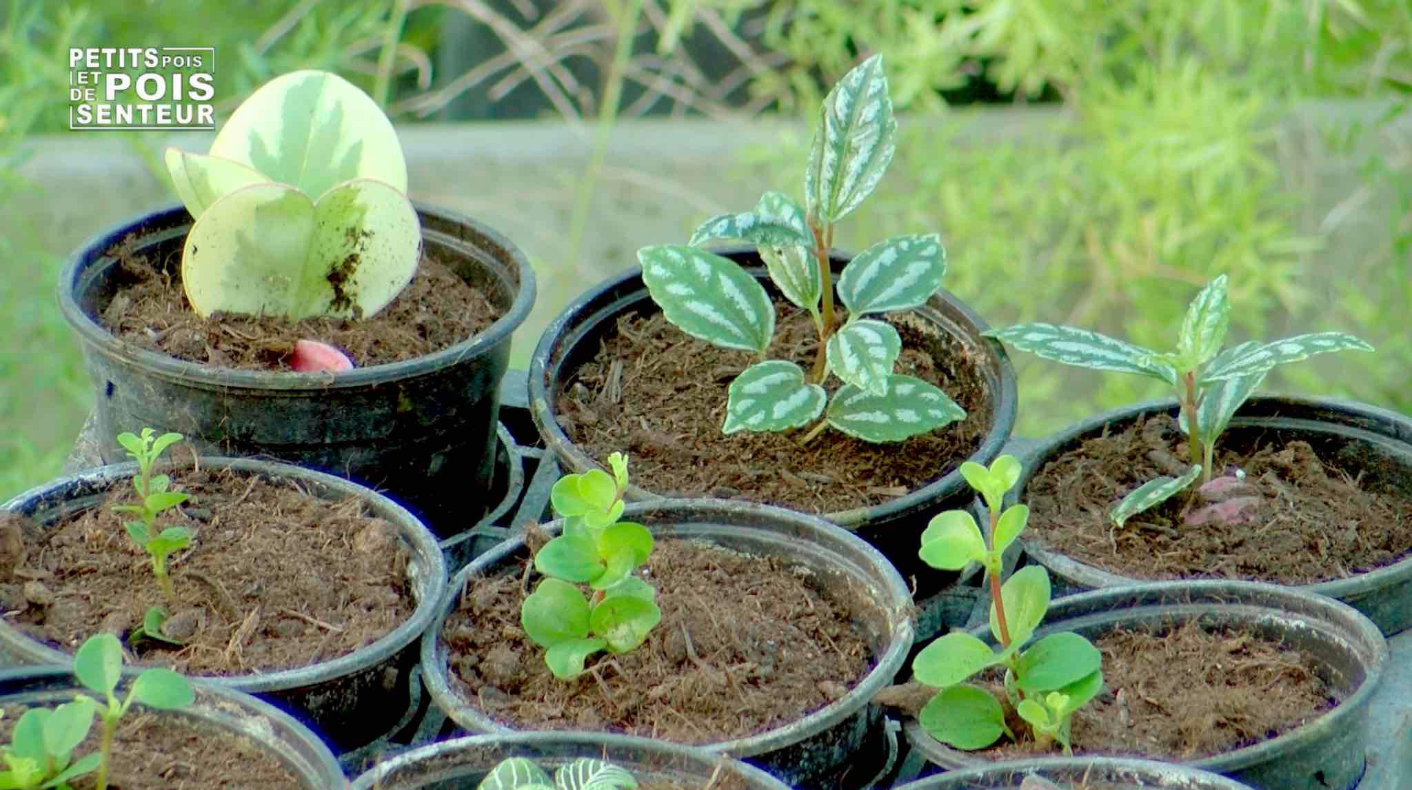 Les différentes techniques de bouturage, pourquoi et comment