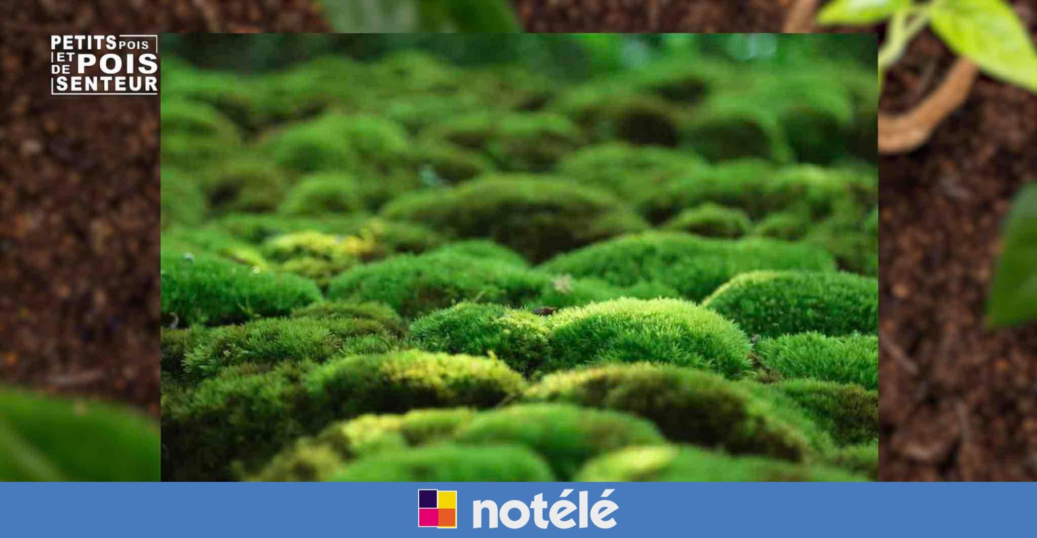 Peut-on utiliser la cyanamide calcique au jardin pour faire partir la ...