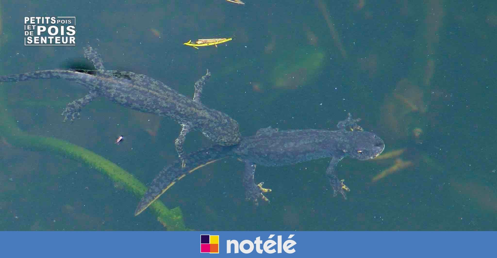 Le triton, un amphibien qui vit à la fois en milieu aquatique et terrestre