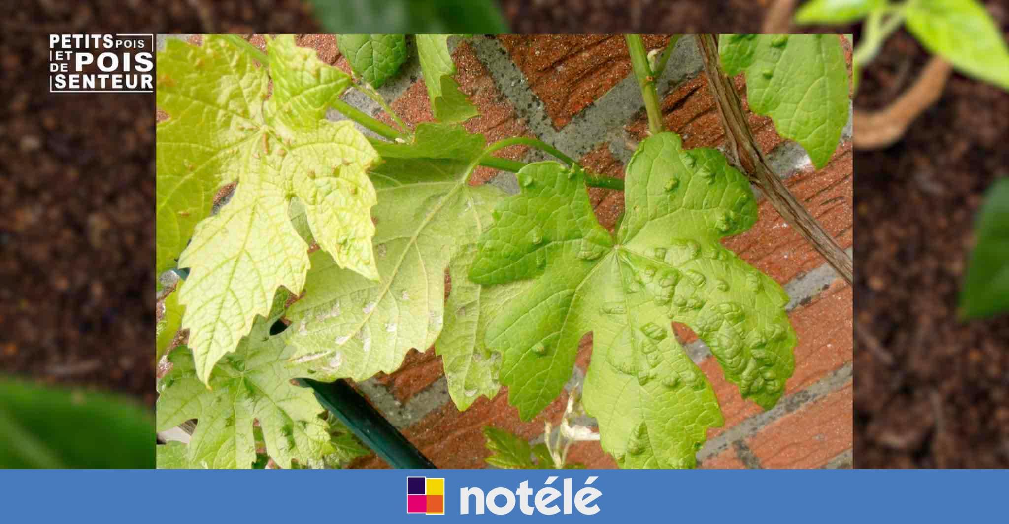 Mes feuilles de vignes ont des boursouflures, que faire