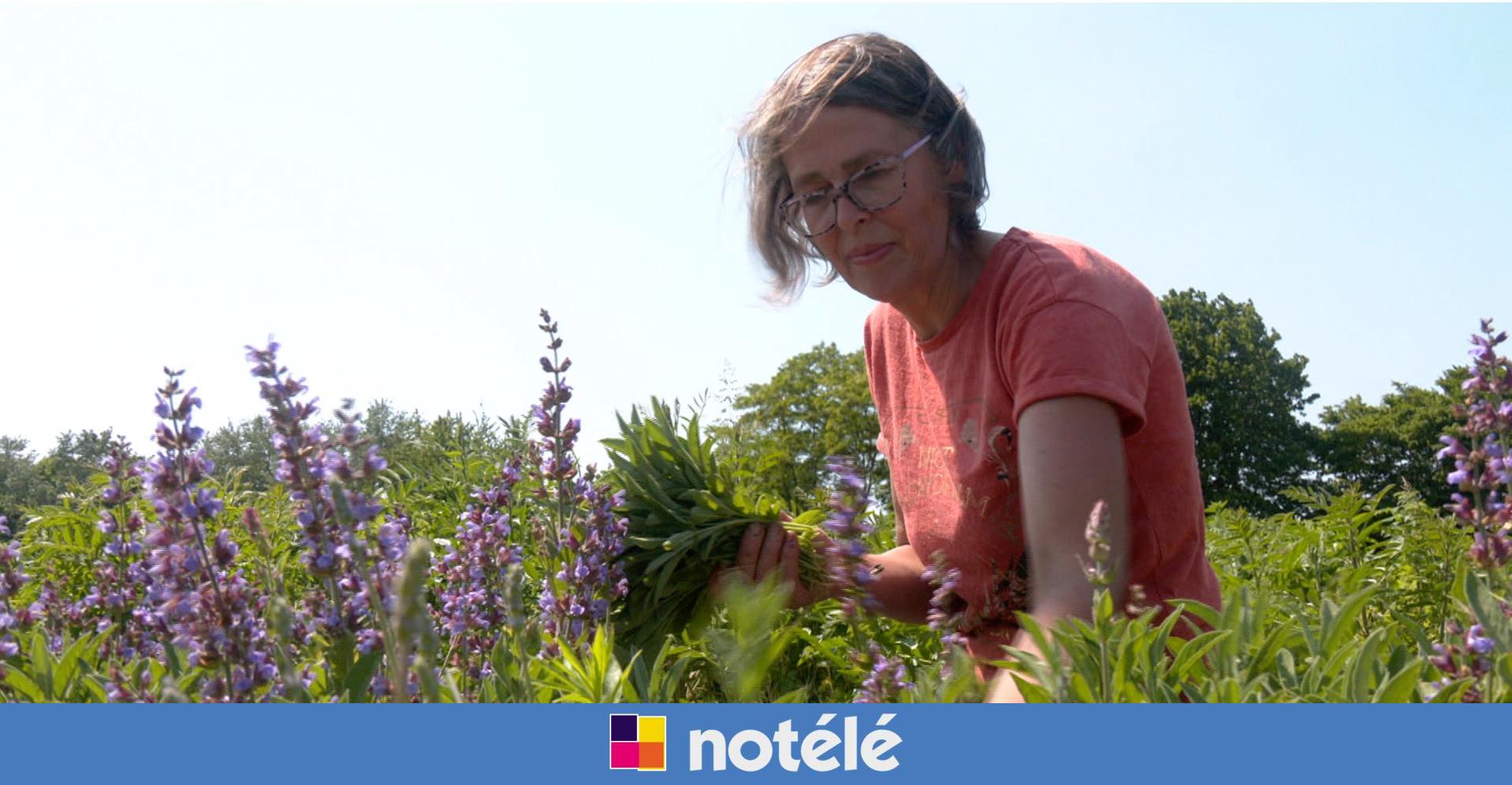 Les tisanes d'Anne-France chez Flo'Maraîchage