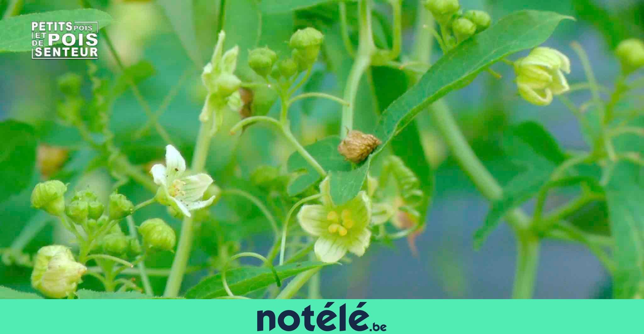 La Bryone dioïque, entre beauté vénéneuse et intrusion végétale