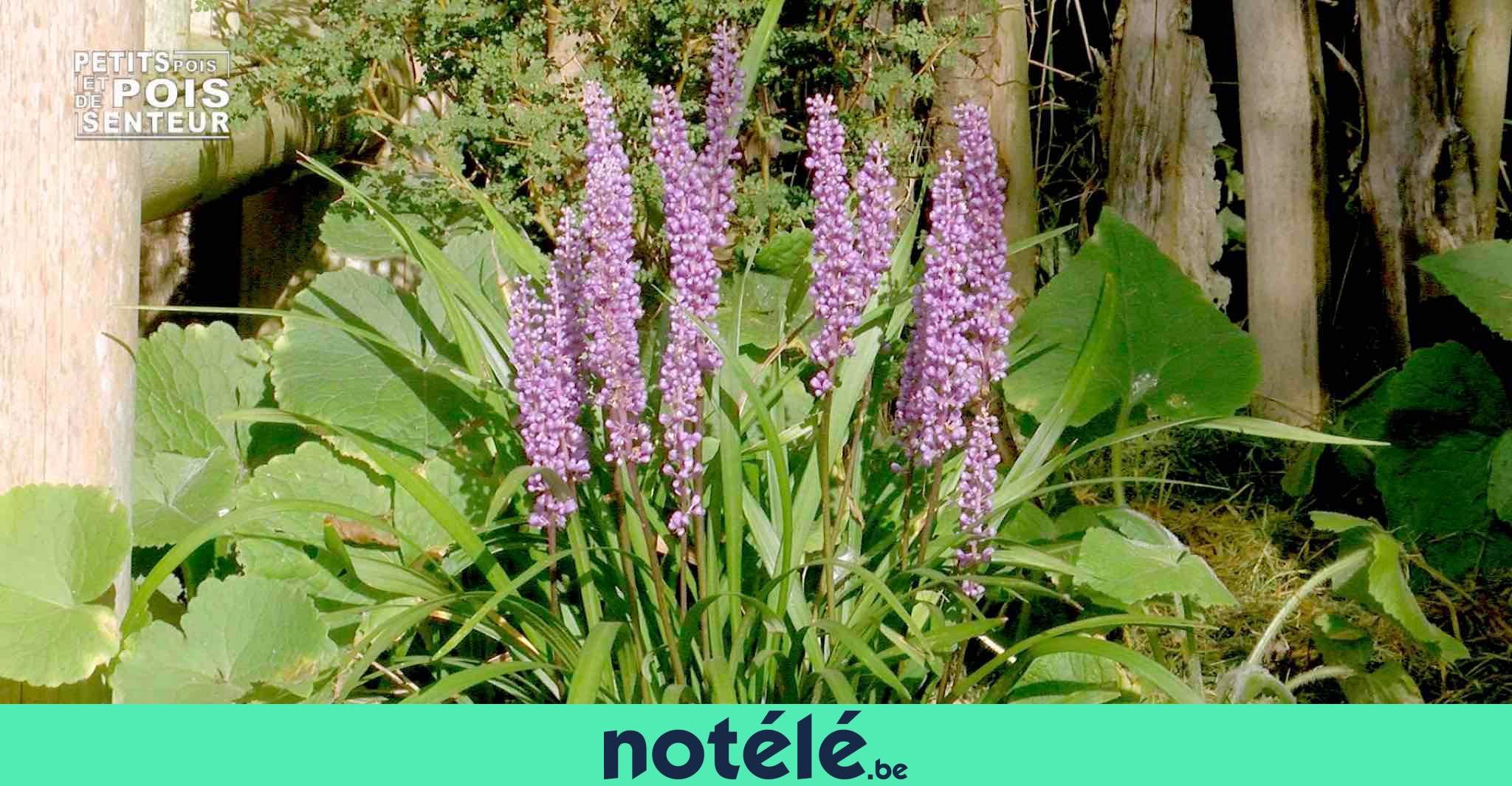 Plante Ornementale 7 Lettres