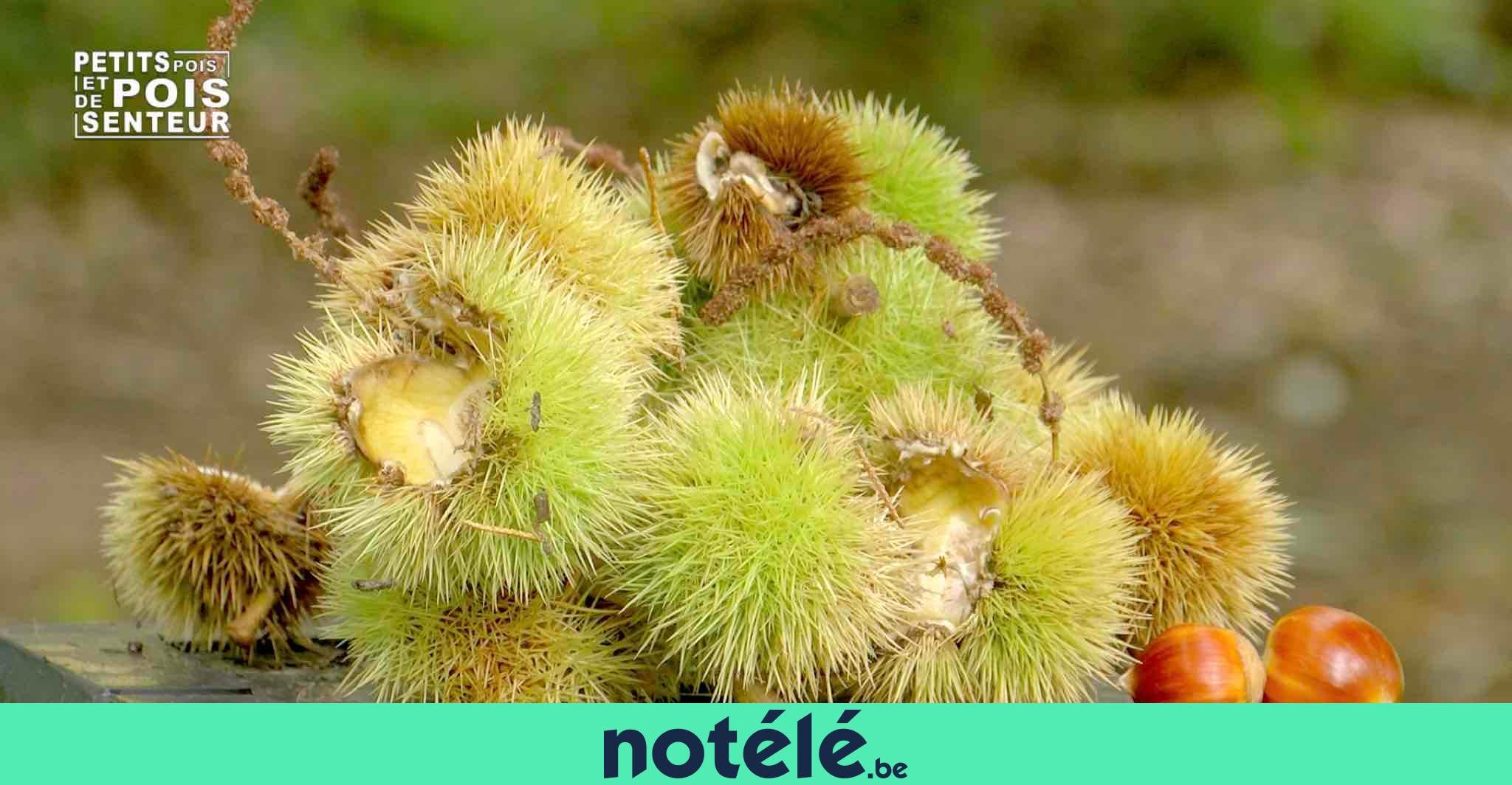 Le châtaignier, un arbre aux fruits savoureux et de saison