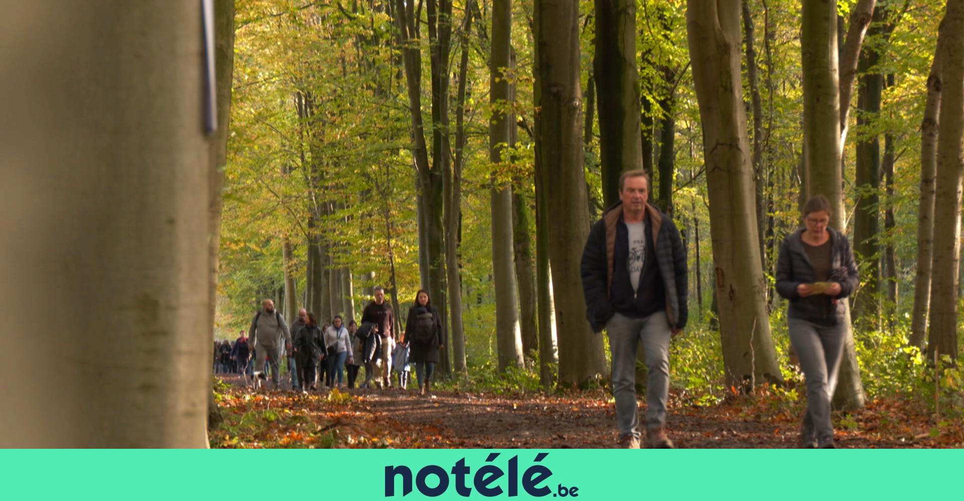 Marche des gourmands de Rongy : découvrir les produits locaux sous les ...