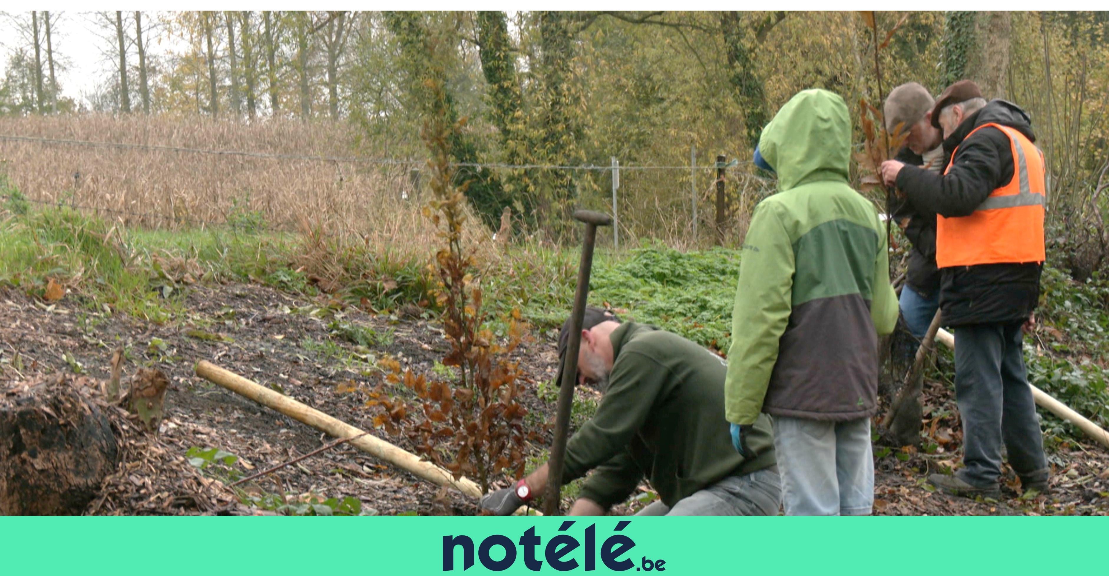 Ath en transition replante des arbres autour du RAVeL réalisé sur l'ancienne ligne 81 entre ...