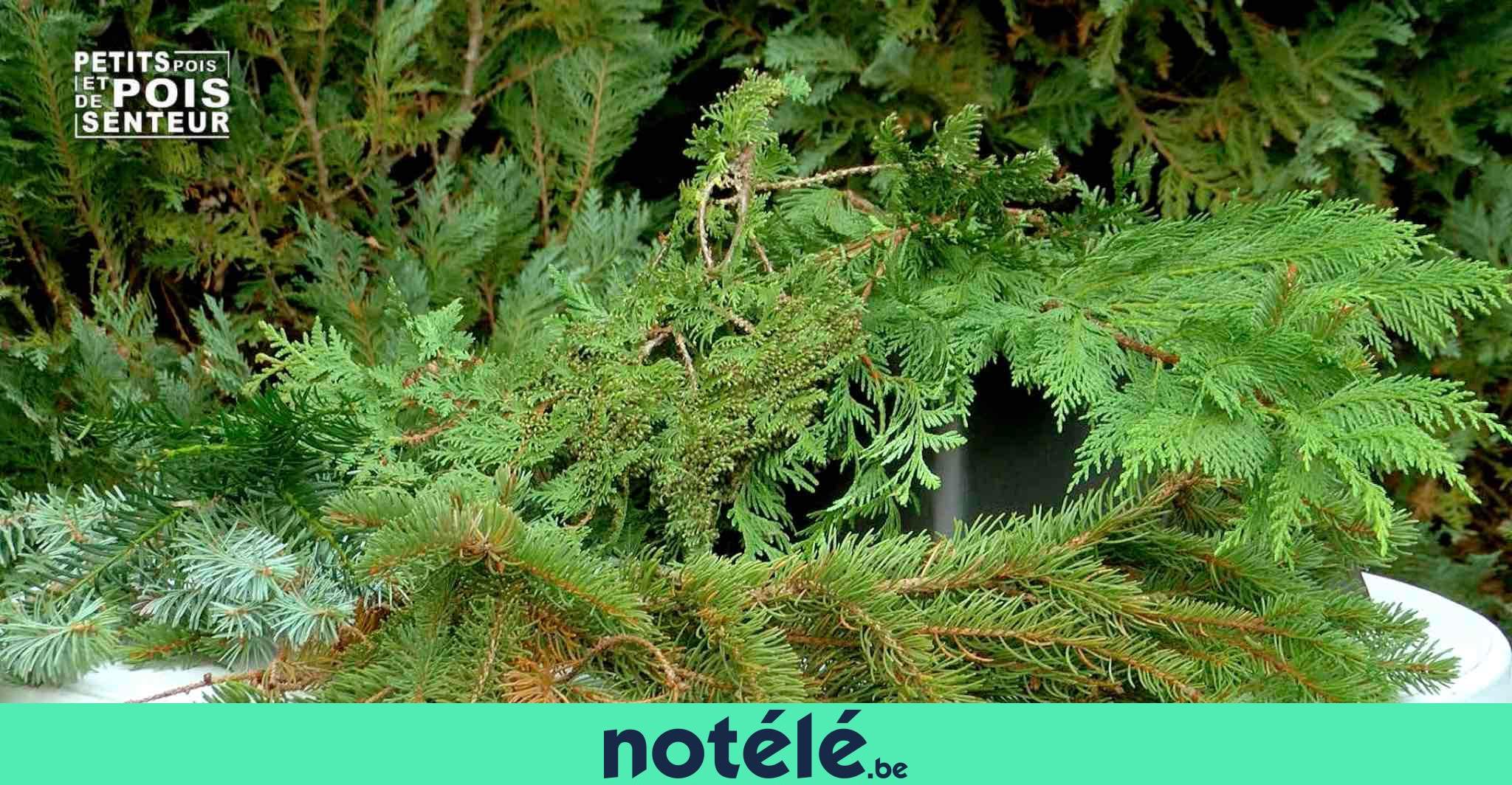 Sapin, pin, épicéa, cyprès,... : on vous dit tout sur les conifères