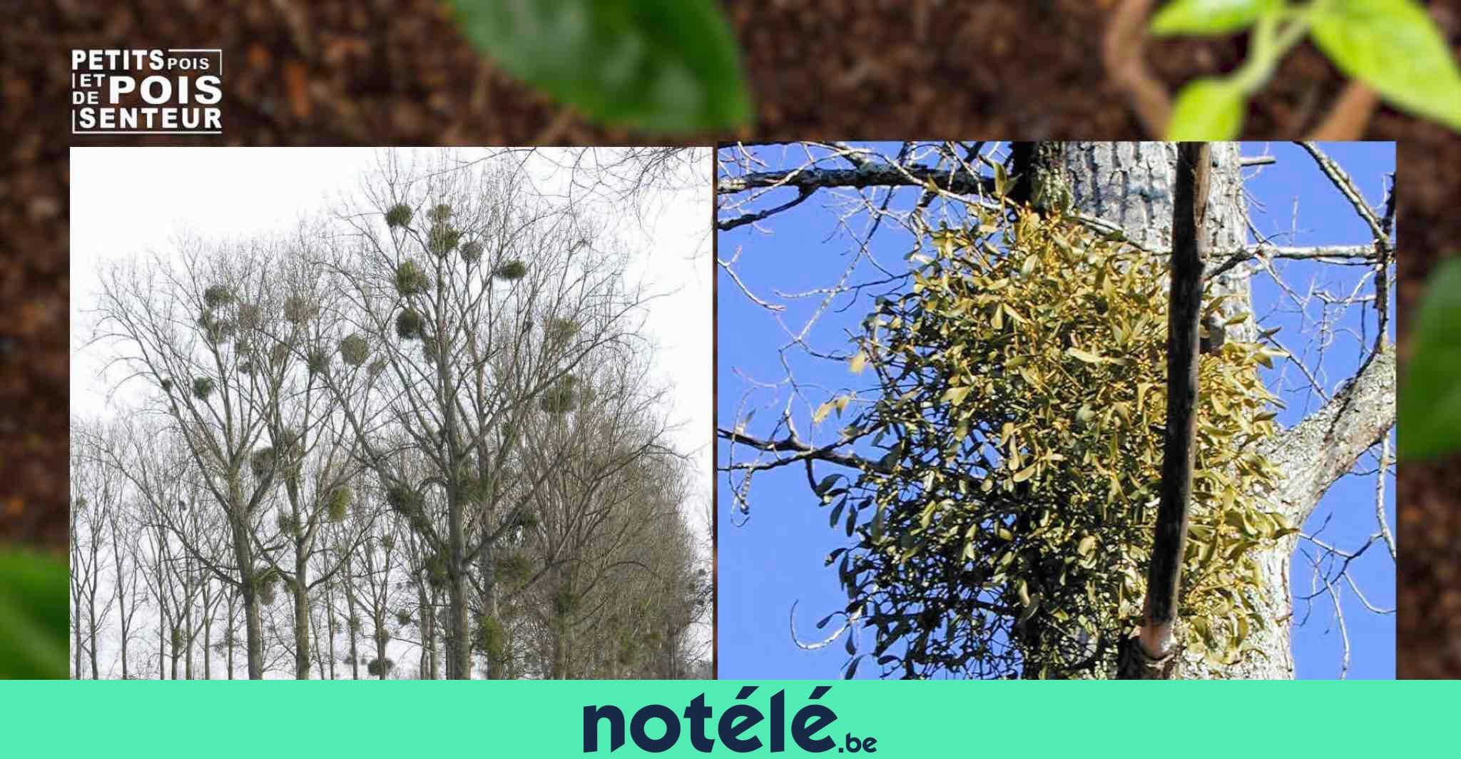Tout savoir sur le gui, une plante intrigante, traditionnelle du Nouvel An
