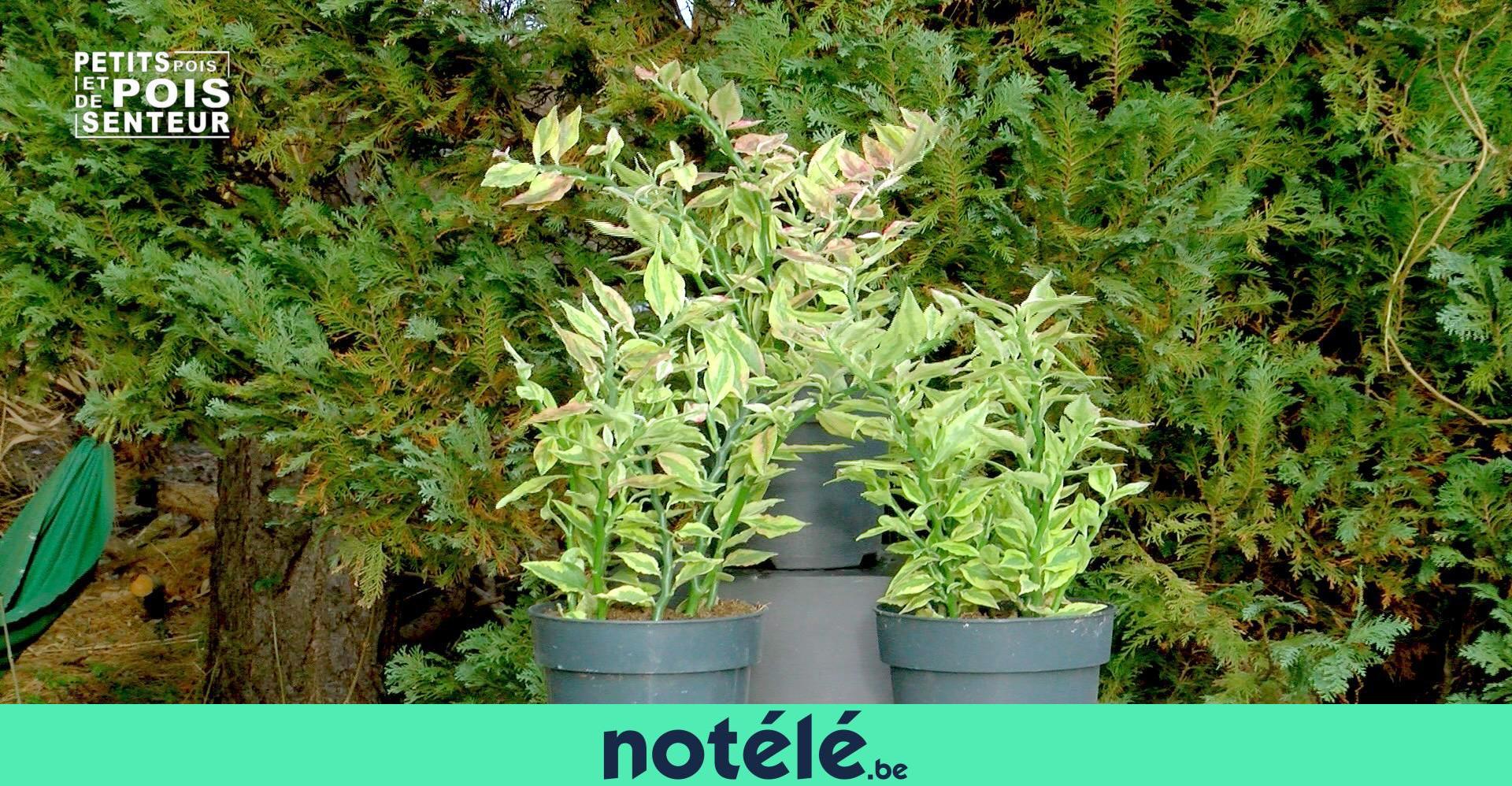 L'Euphorbia tithymaloides, une plante fascinante, peu connue, mais très ...