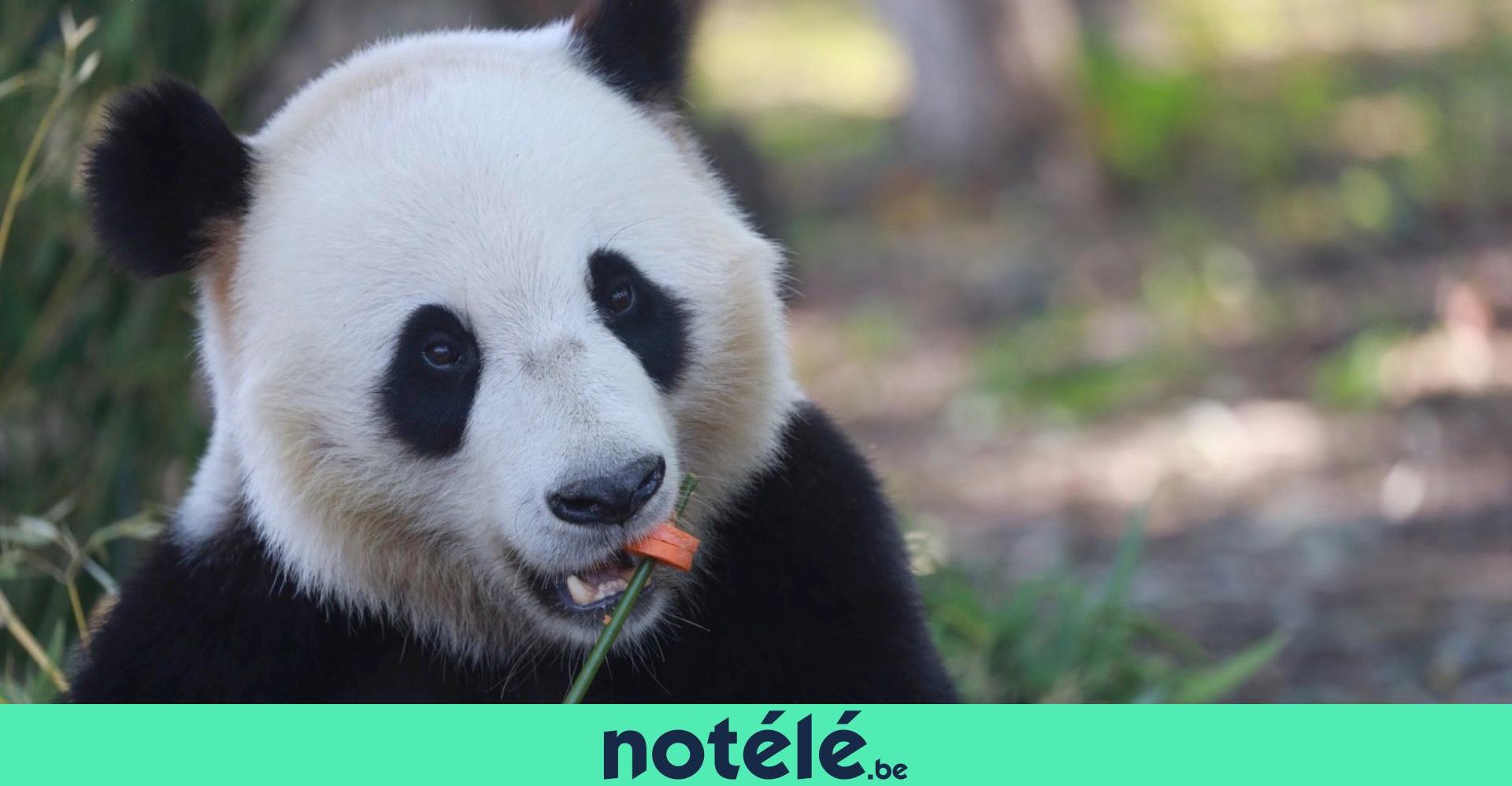 Pairi Daiza : 3 pandas quitteront le parc cette année