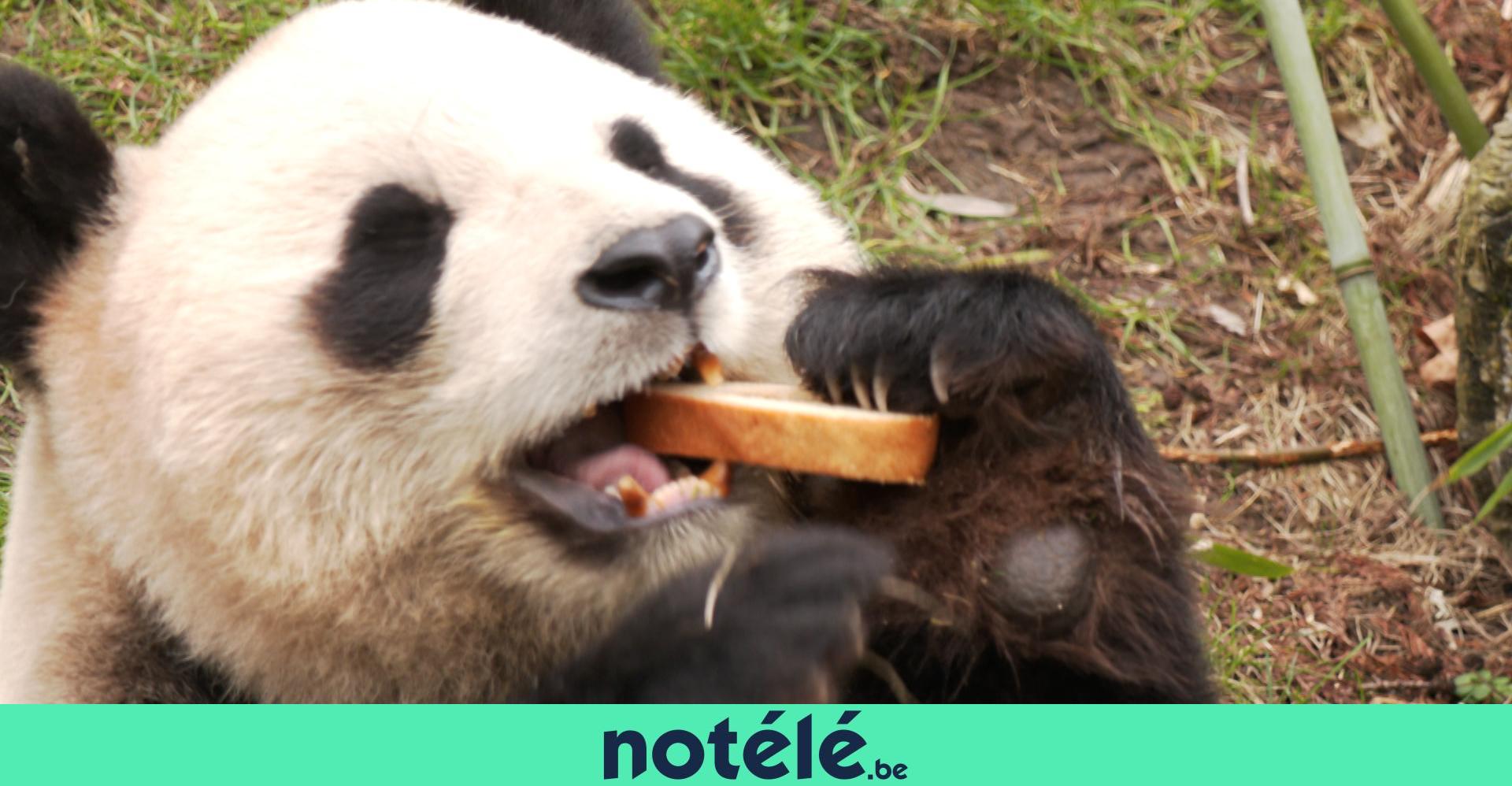 Pairi Daiza fête les 10 ans de l'arrivée des pandas géants, mais s ...