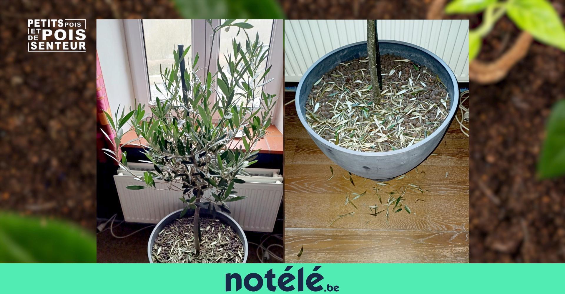 Mon olivier se déplume, que faire