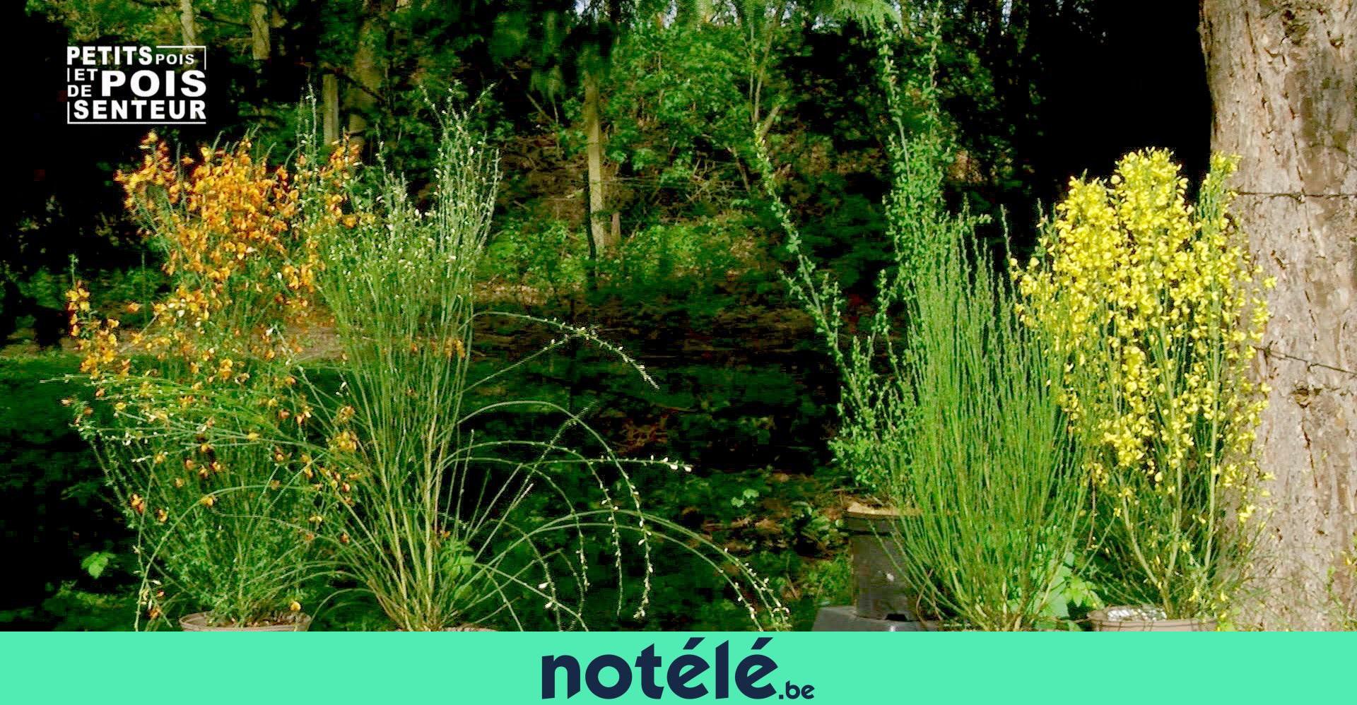 Le Genêt balai, une plante charmante et robuste, connue pour ses fleurs ...