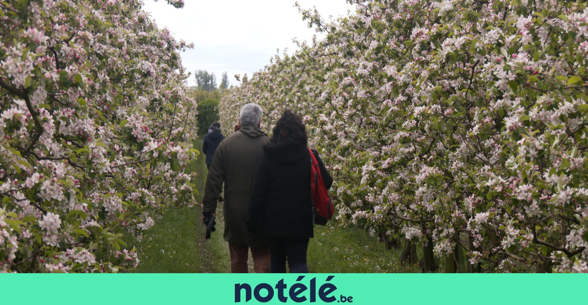 Rongy : la marche des vergers séduit toujours autant malgré la météo