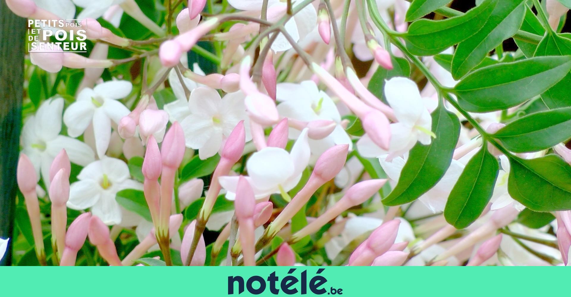 A la découverte des jasmins, des plantes polyvalentes et attrayantes au ...