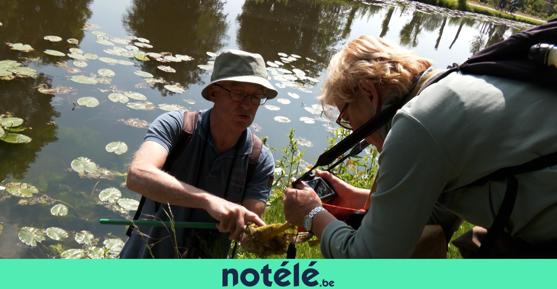 Ancien canal Ypres-Comines : un «inventaire éclair» des espèces pour ...