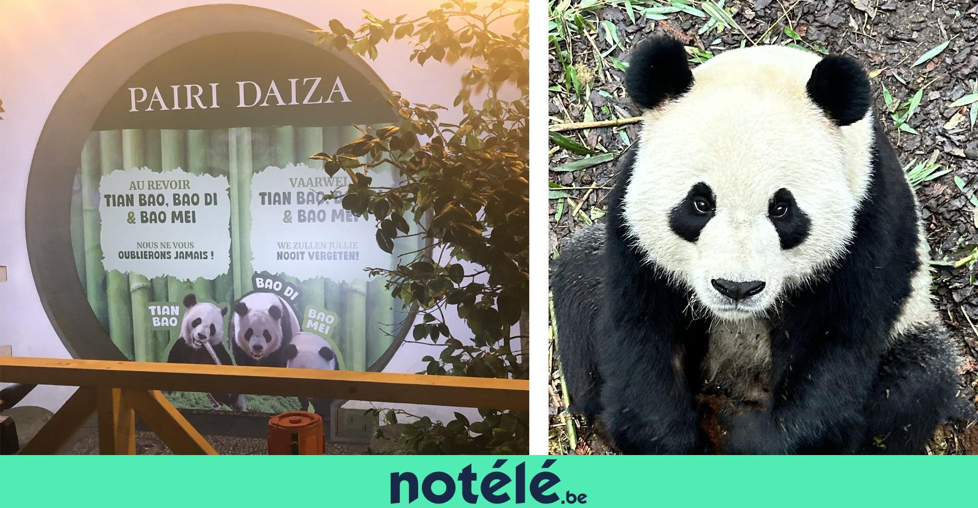 Pairi Daiza : les visiteurs font leurs adieux aux trois jeunes pandas nés au sein du parc avant ...