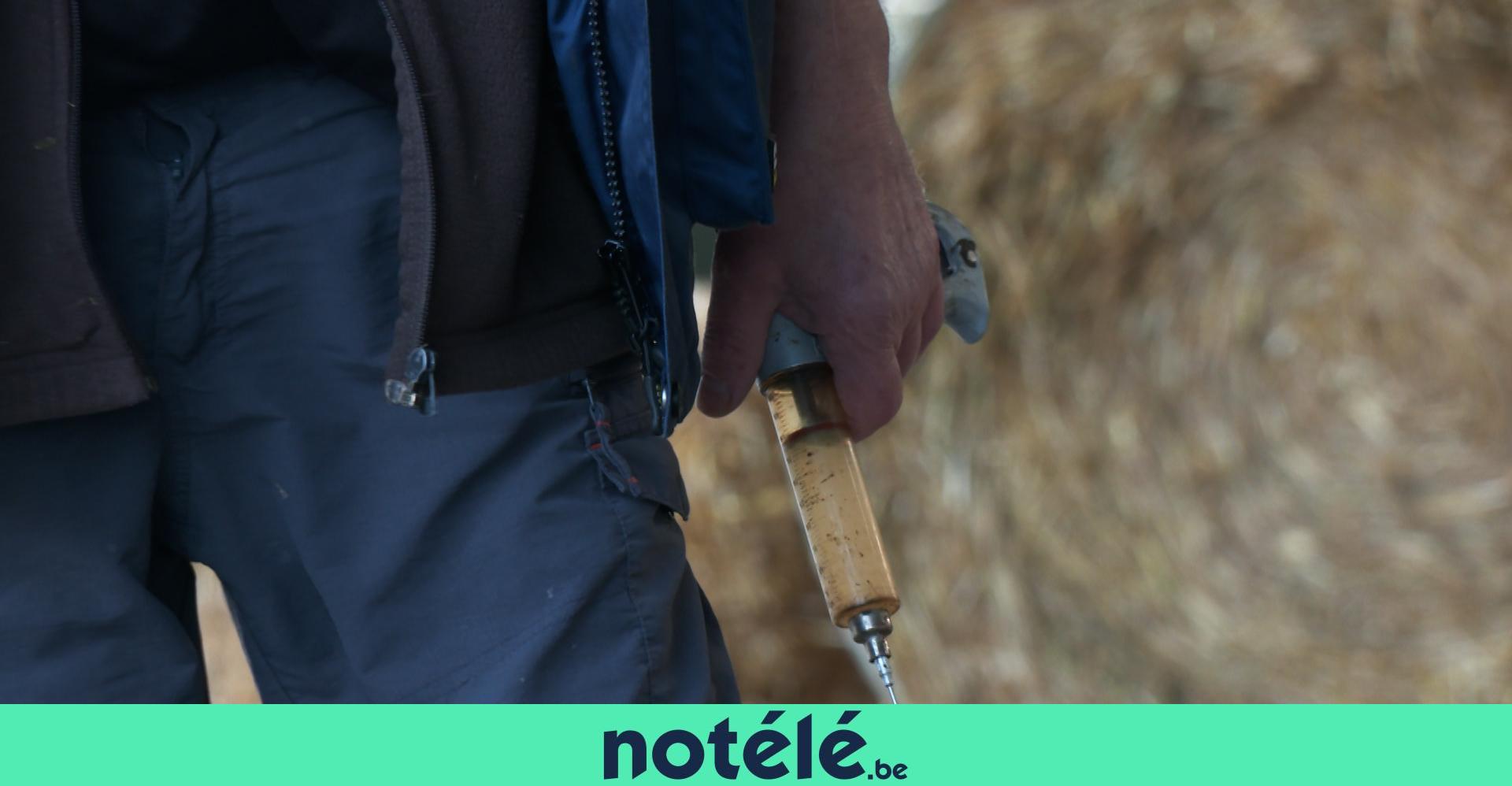 Fièvre catarrhale : plus de 200 fermes touchées depuis octobre 2023, la ...