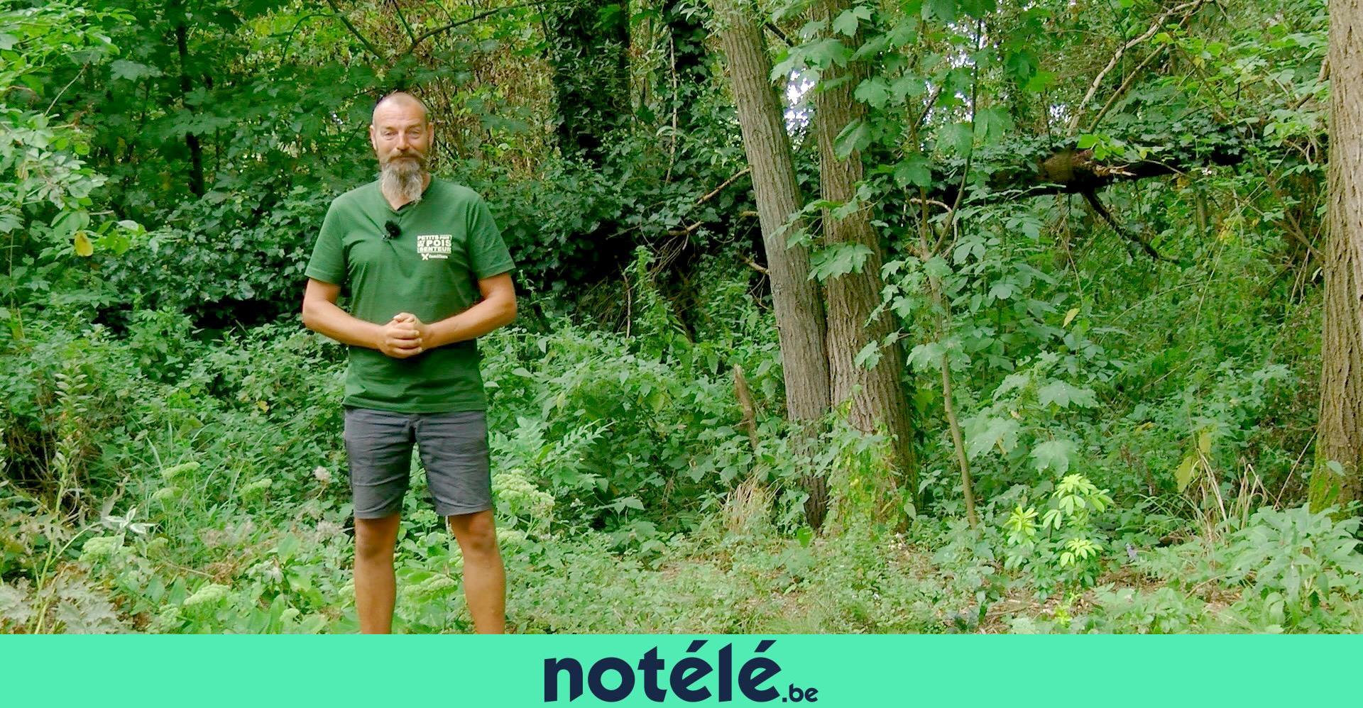 Mon actinidia de dix ans donne ses premiers fruits, quand récolter mes ...