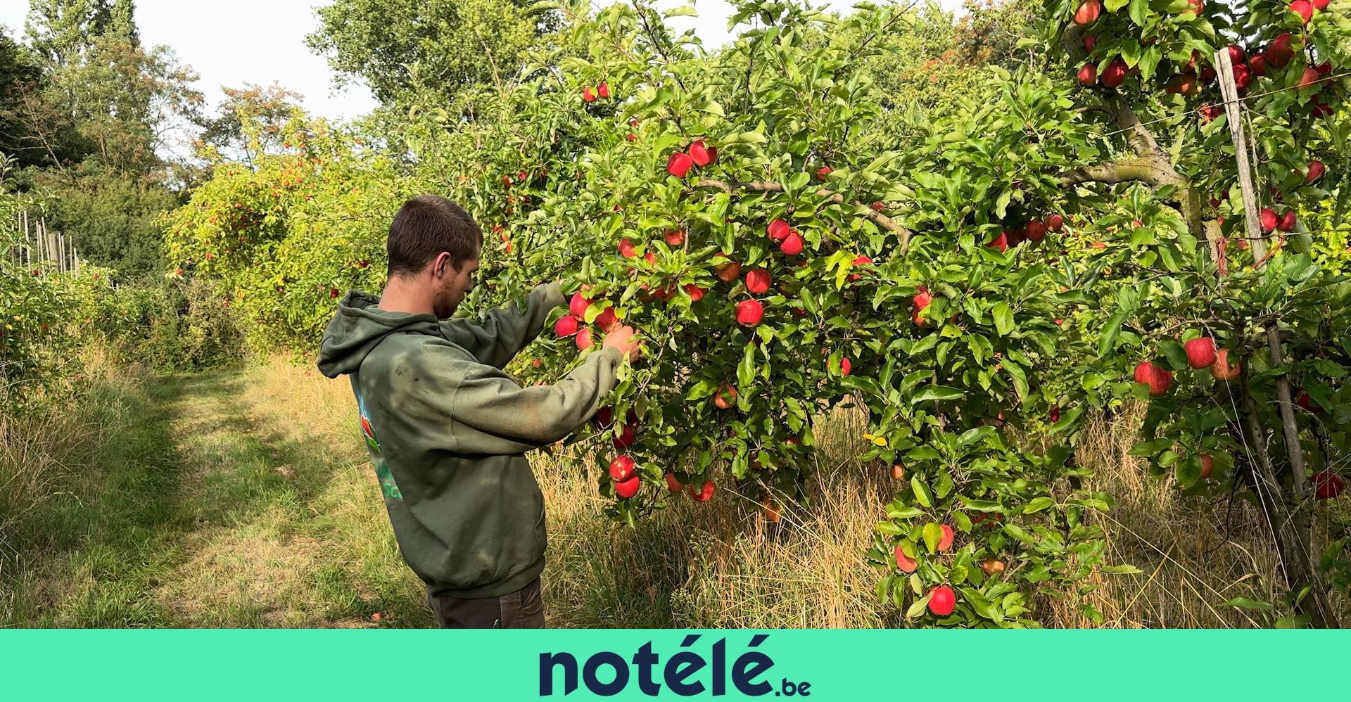 Rongy : développer son propre verger de l'autre côté de la frontière ...