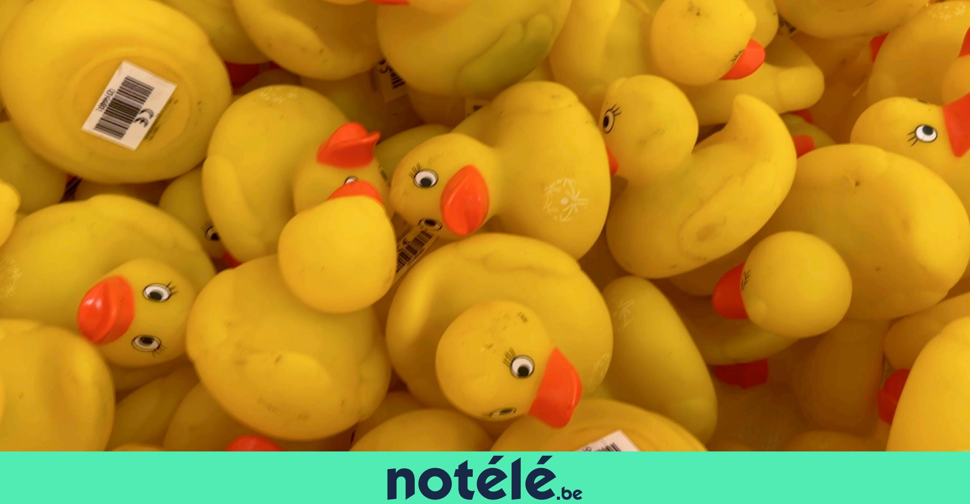 Ath : la première course de canards sur la Dendre reportée à cause des ...
