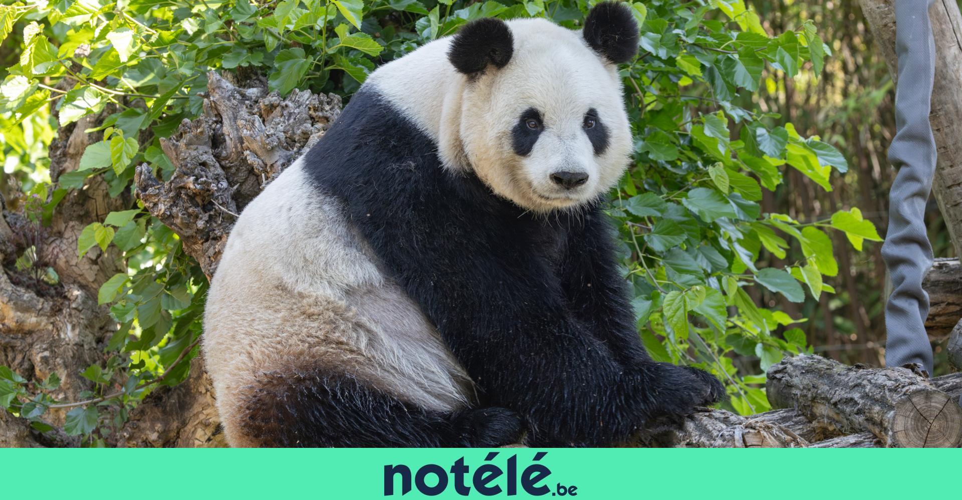 Pari Daiza : Hao Hao, la femelle panda géant, va retourner en Chine