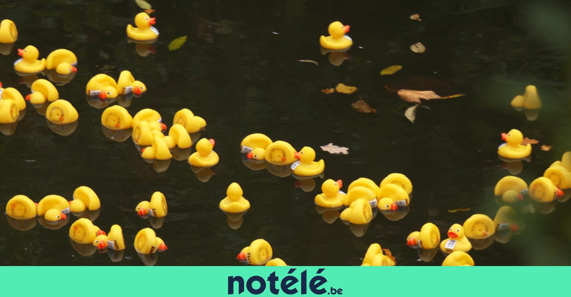 Ath : les canards se marrent à la première Duck Race