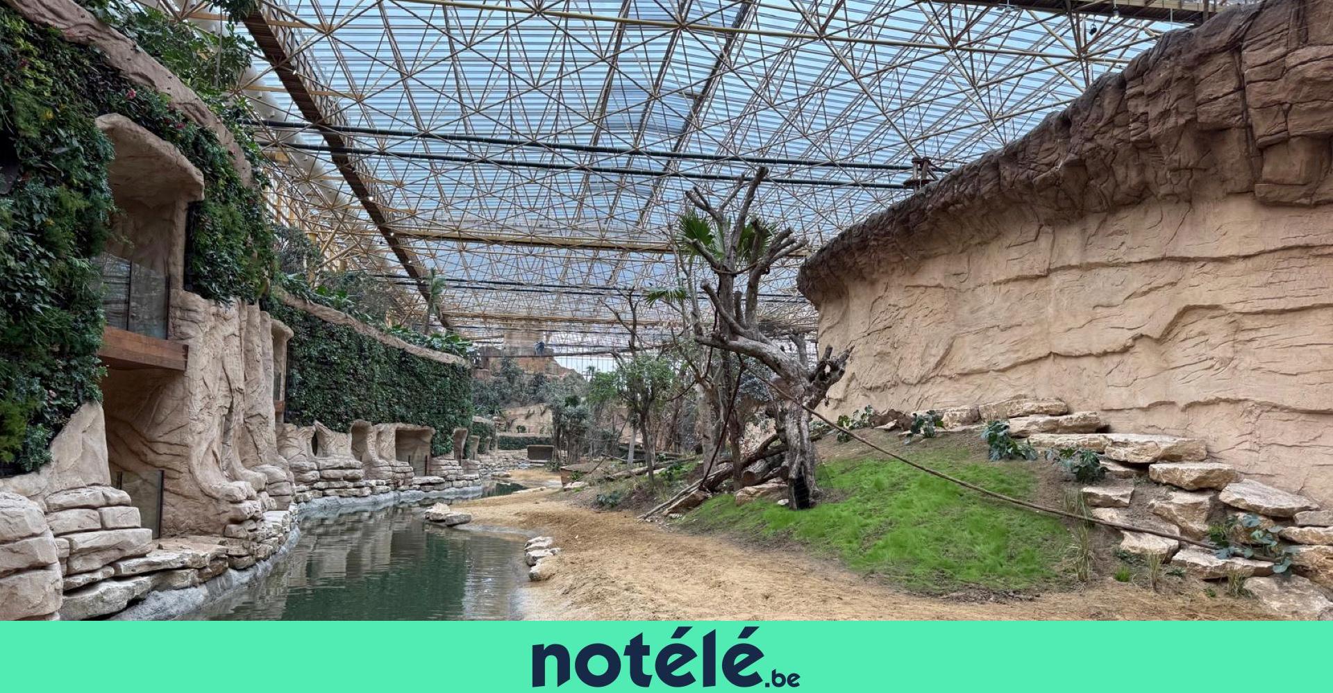 Pairi Daiza : Edenya, plus grande serre tropicale au monde, ouvre ses ...