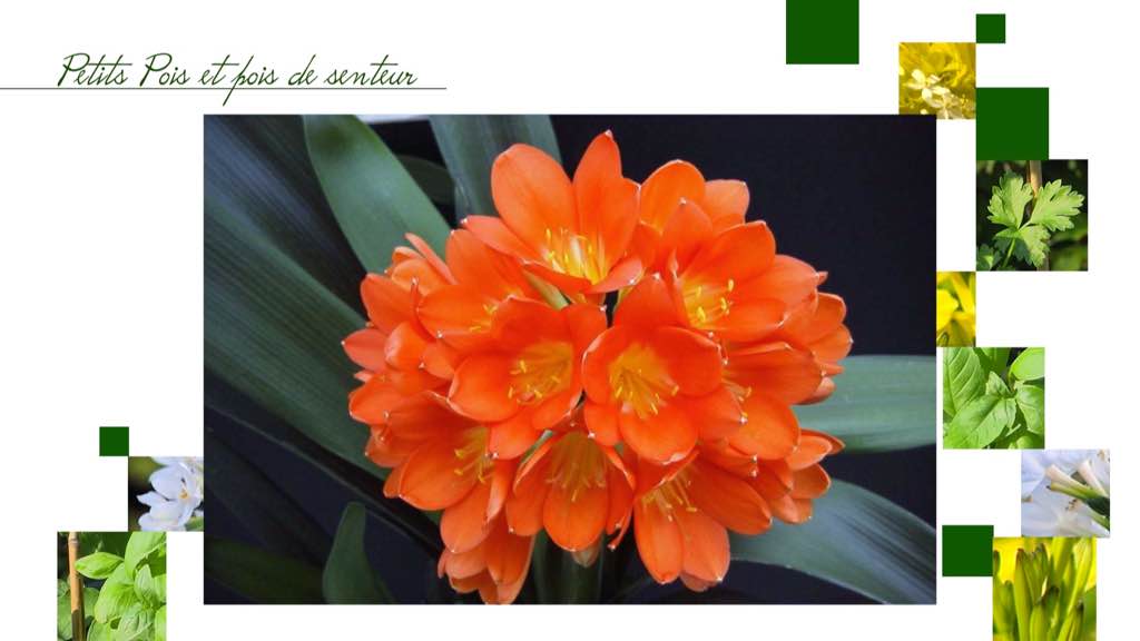 Le Lis de Saint Joseph, une plante aux fleurs uniques