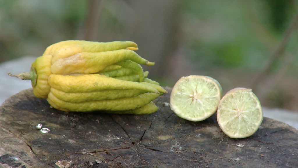 Tout savoir sur les agrumes