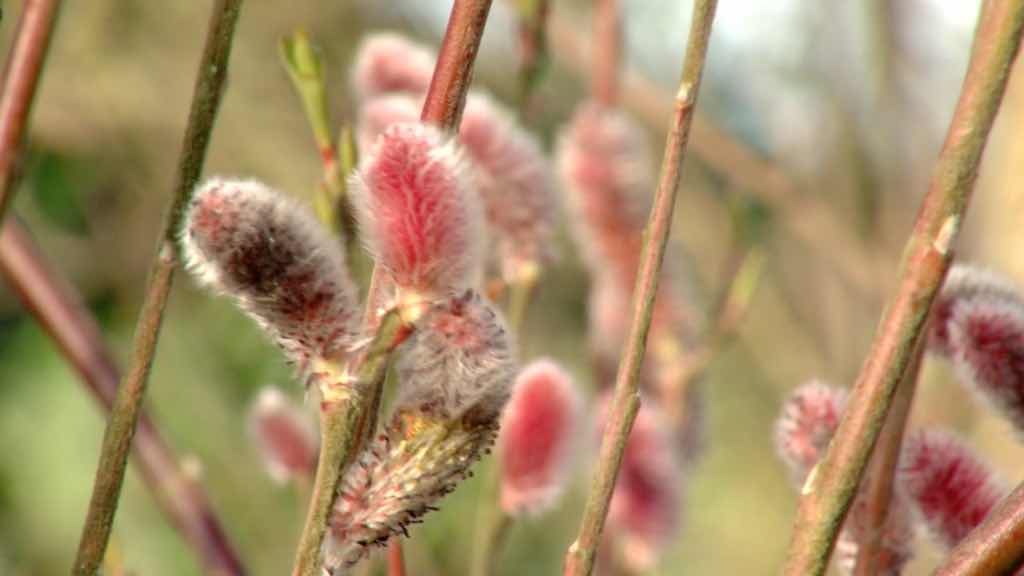 Le Salix chaenomeloides 'Mount Aso'