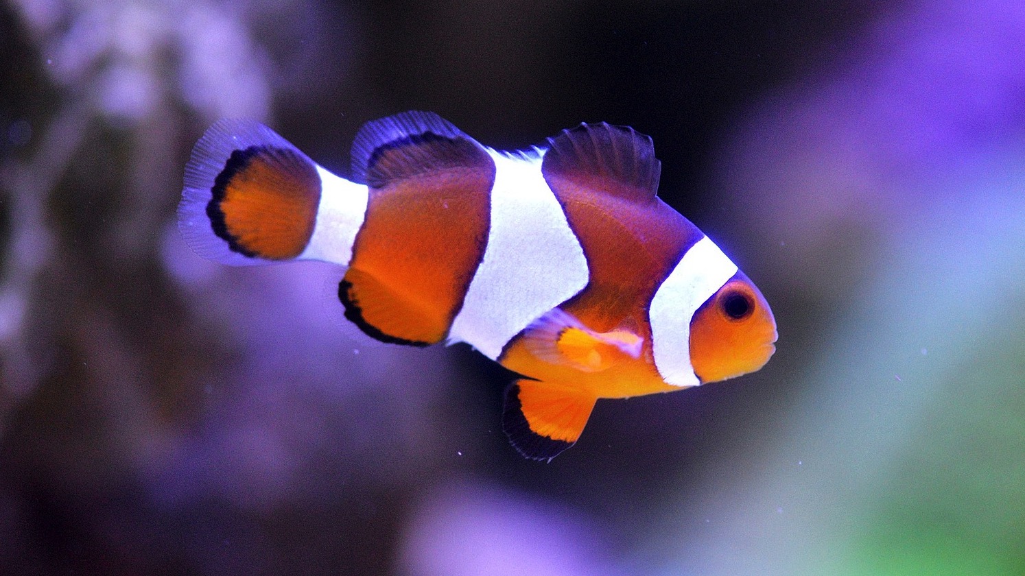 1er avril : pour éviter un poisson avarié, une séquence de Popol et D'siré