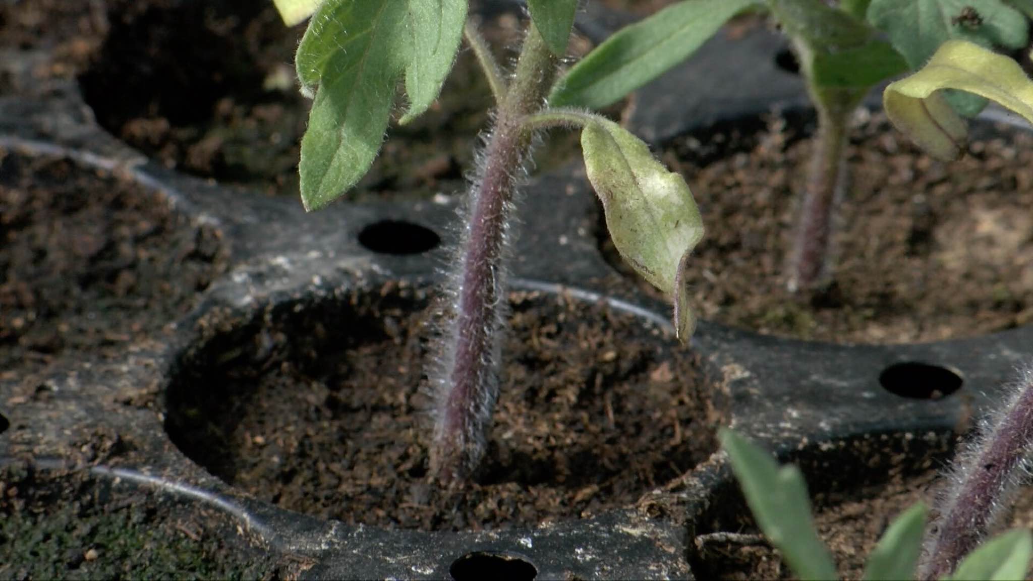 Le repiquage : on vous dit (presque) tout