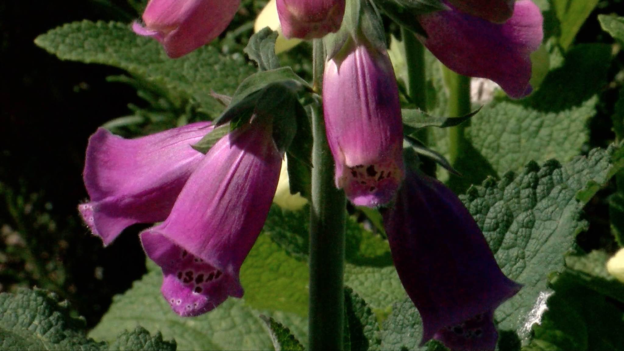 La digitale, une plante herbacée aussi belle que dangereuse