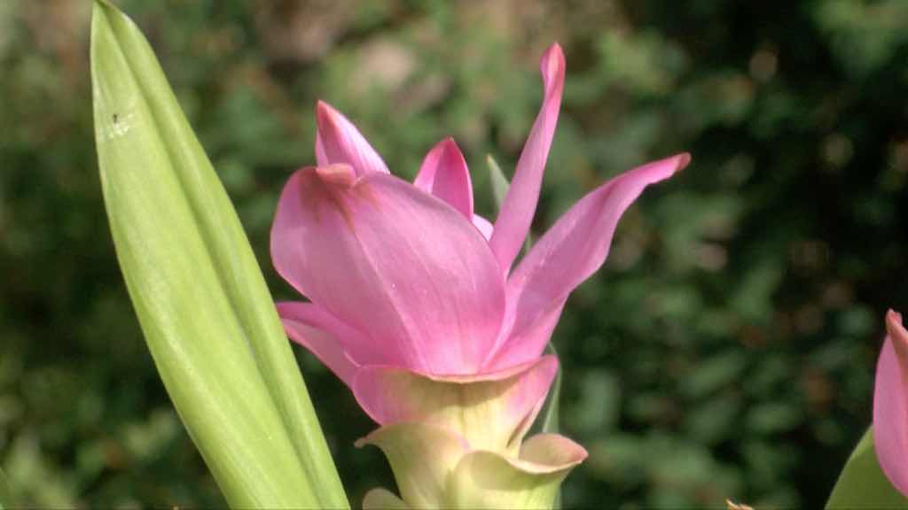 Le curcuma, et son inflorescence en épis rose, ne passe pas inaperçu