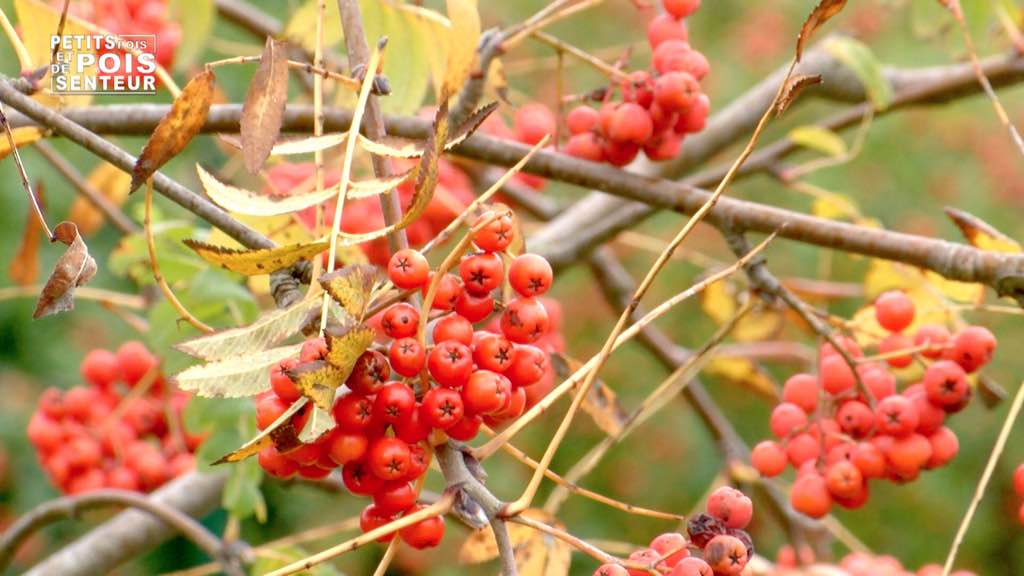Tout savoir sur le sorbier, un arbre décoratif et très apprécié par les ...
