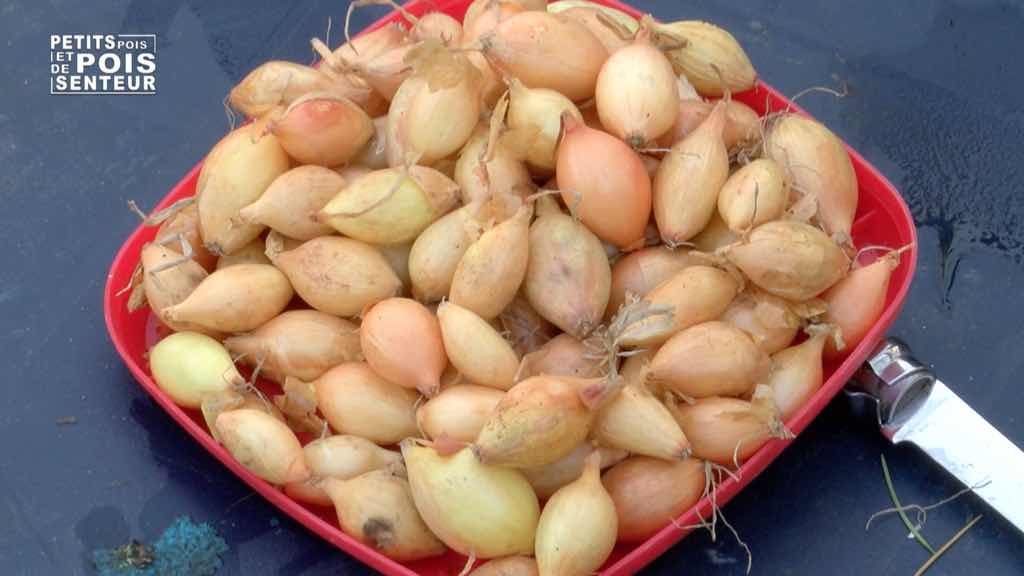 Semis, bulbilles, culture et récolte : vous saurez tout sur les oignons