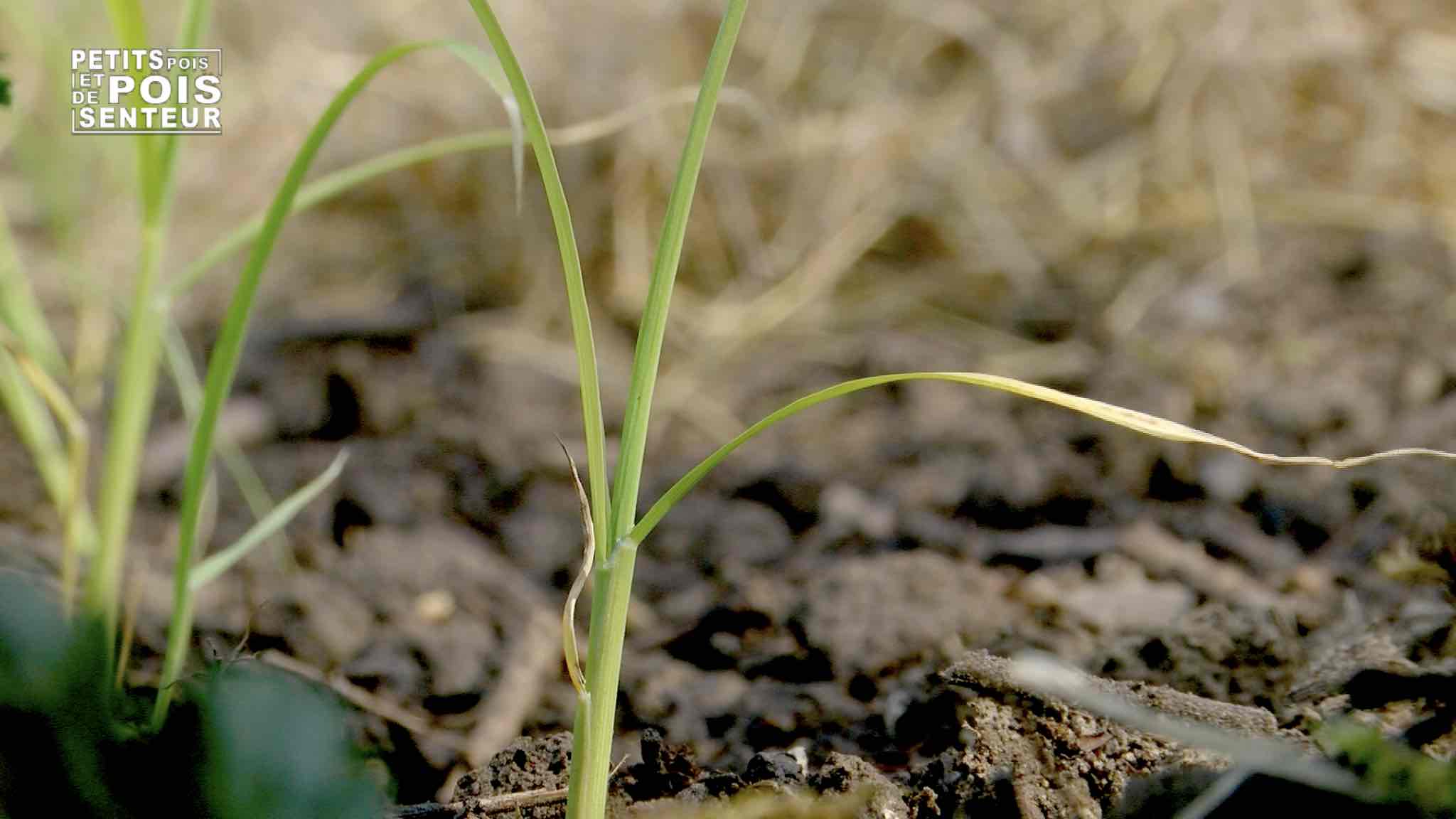 Est-il possible de faire pousser du riz asiatique en Belgique